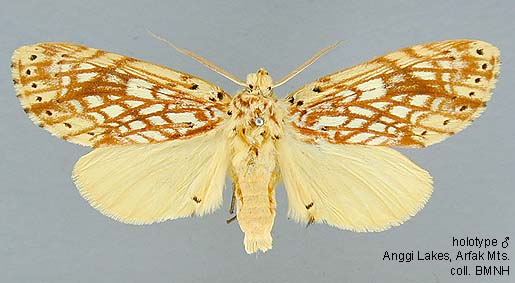 Papua Insects Foundation (Lepidoptera/Notodontidae/Parabasis felixi)
